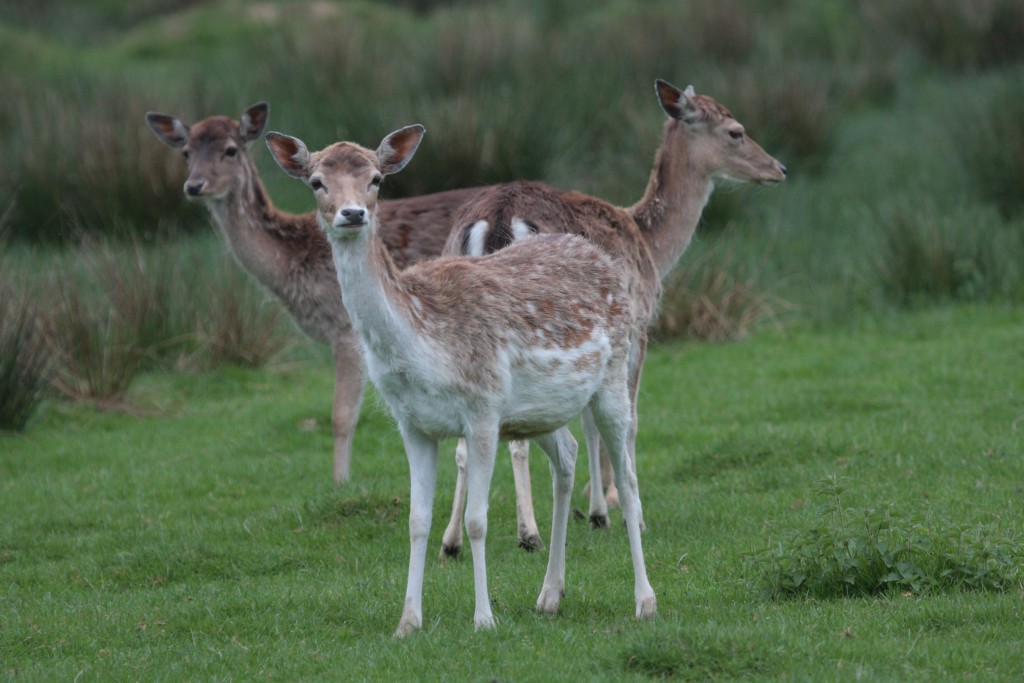 Steckbrief – Das Damwild – Wildes Wissen