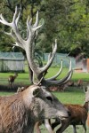 Steckbrief – das Rotwild – Wildes Wissen