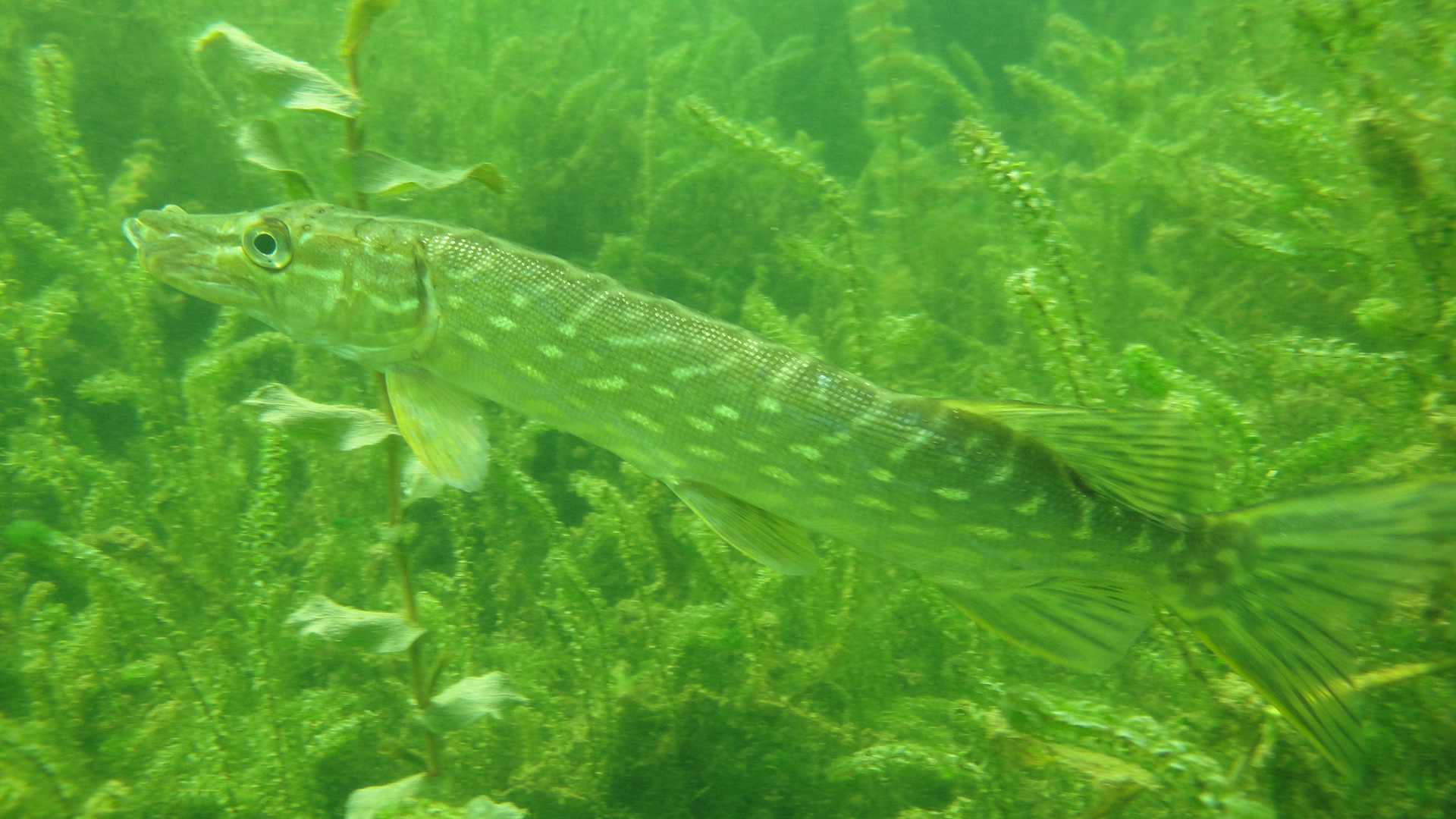 Fisch des Jahres – Der Hecht (Esox lucius) – Wildes Wissen