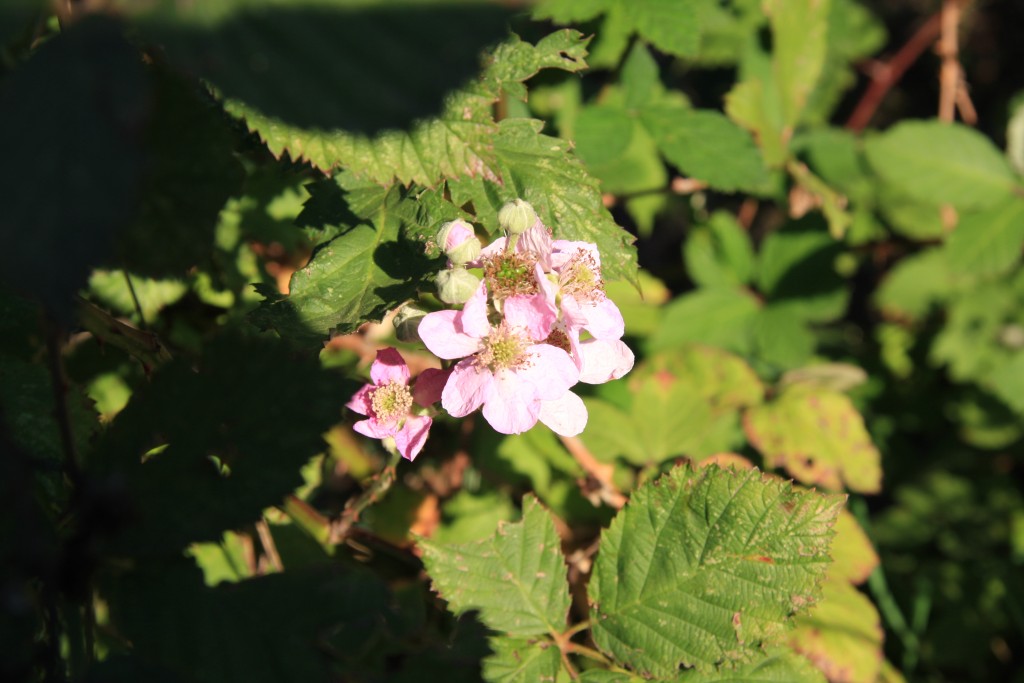 Heckenpflanze – die Brombeere – Wildes Wissen