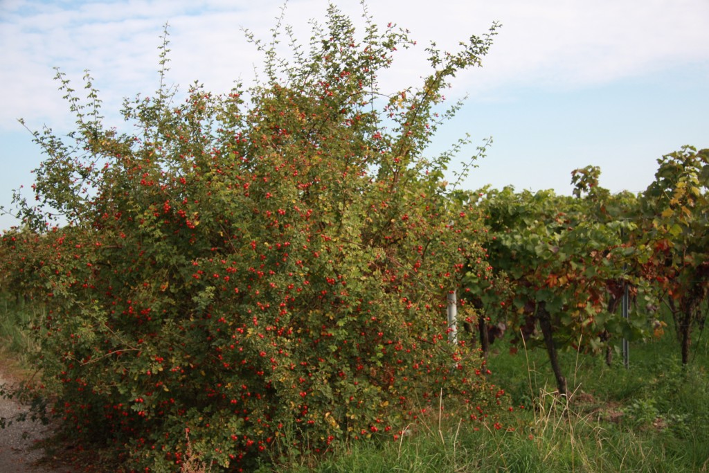 Heckenpflanzen – Heckenrose – Wildes Wissen