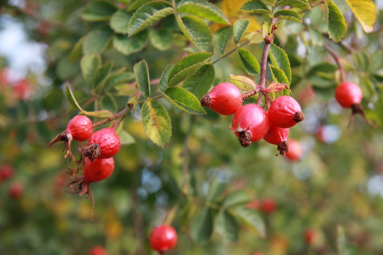 Heckenpflanzen – Heckenrose – Wildes Wissen