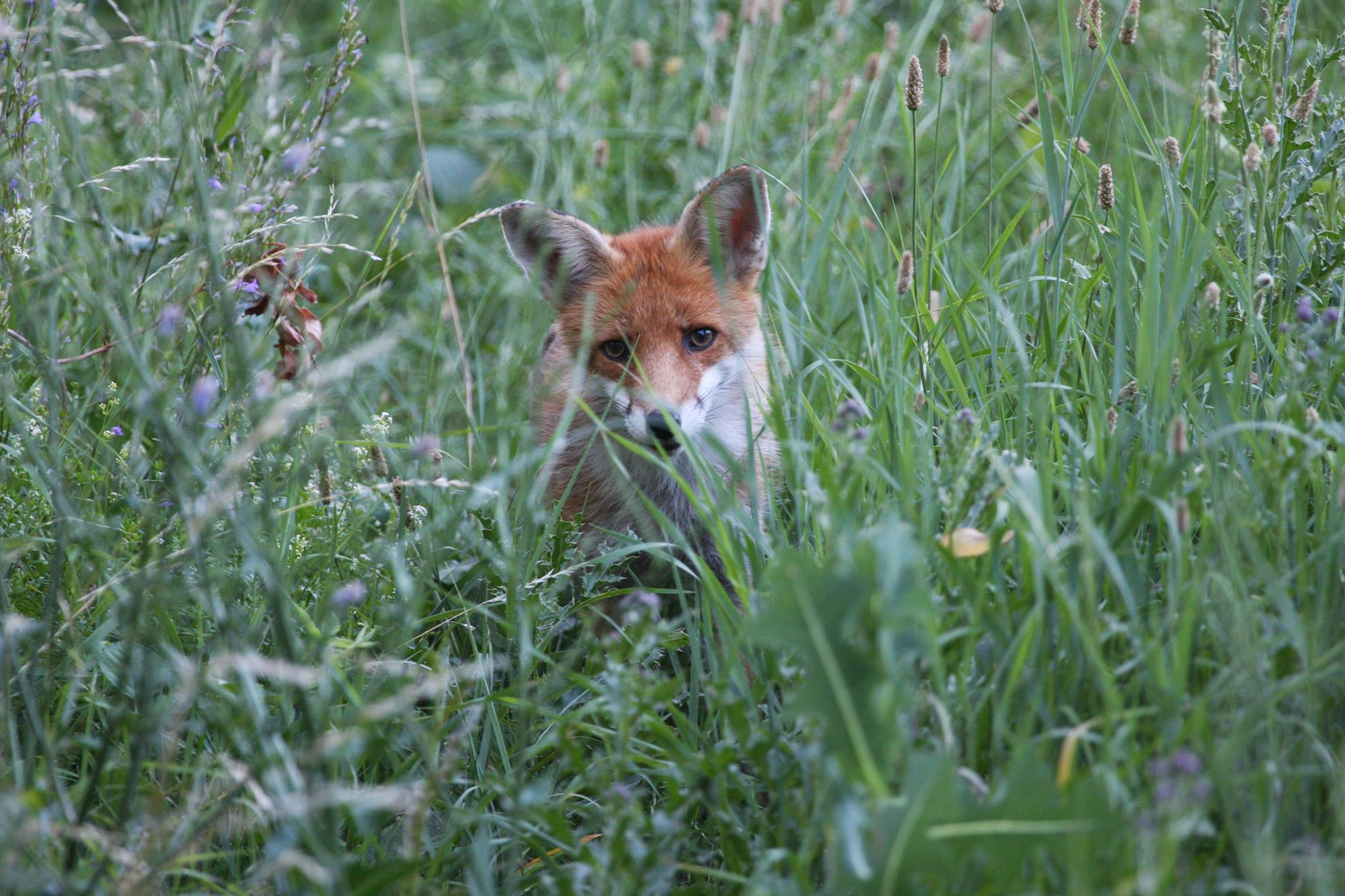 Steckbrief – der Rotfuchs – Wildes Wissen