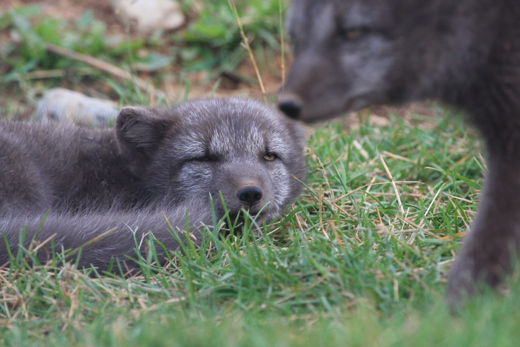 Steckbrief – der Rotfuchs – Wildes Wissen