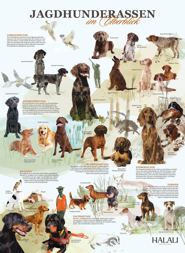 Jagdhunderassen im Überblick – Wildes Wissen