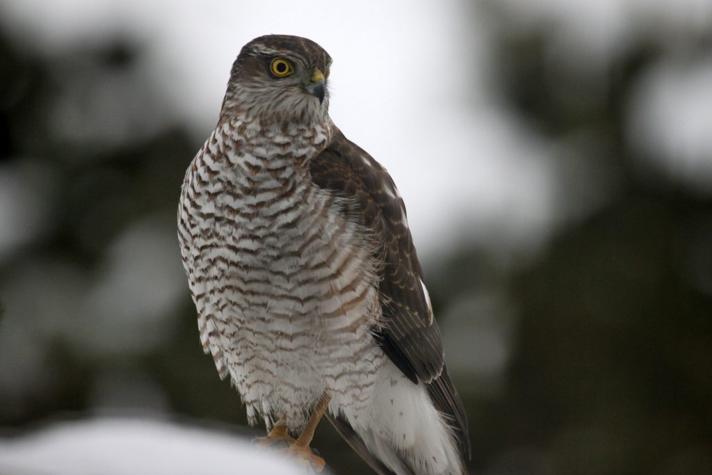 Steckbrief – der Sperber – Wildes Wissen