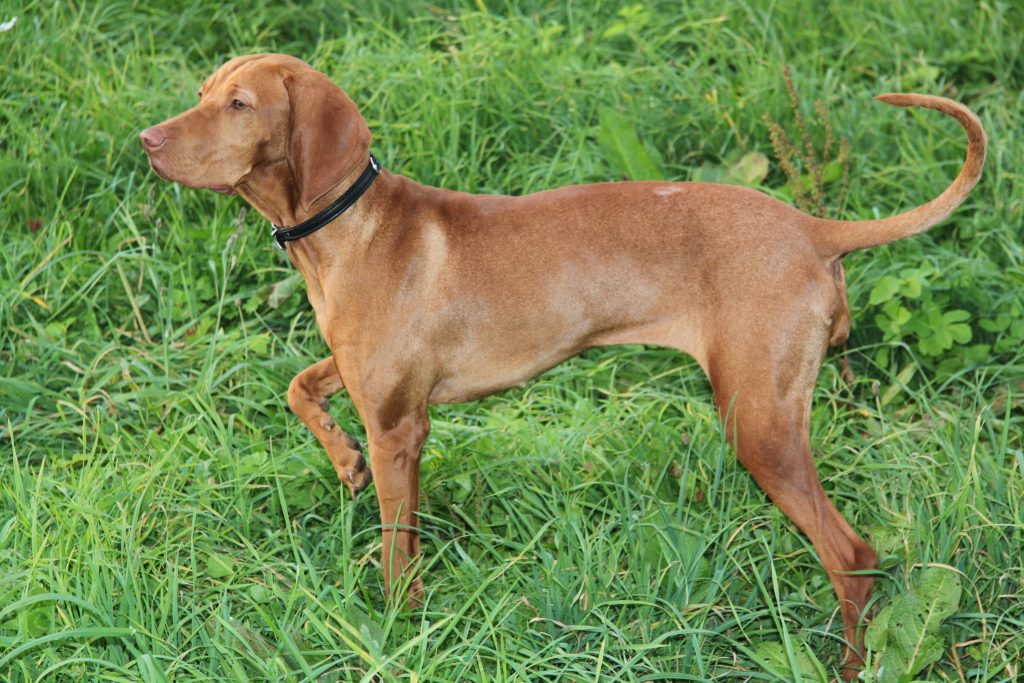 Vorstehhunde – Wildes Wissen