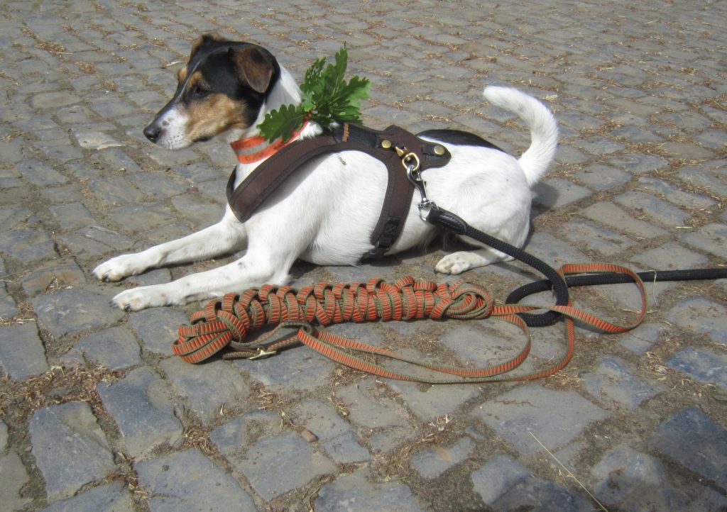 Jagdhundrassen – der Parson Russell Terrier – Wildes Wissen