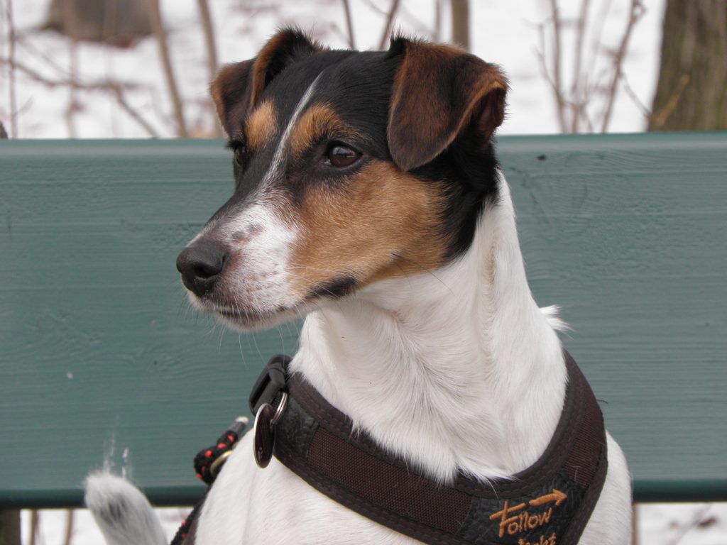 Jagdhundrassen – der Parson Russell Terrier – Wildes Wissen