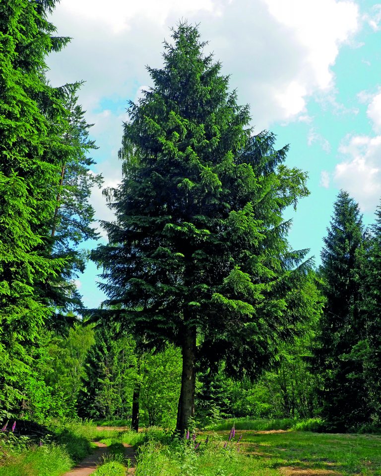 Die Fichte – Baum des Jahres 2017 – Wildes Wissen