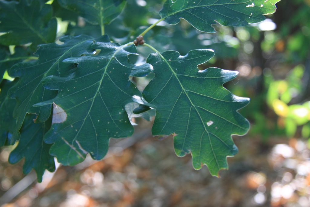 Baumsteckbrief – die Eiche – Wildes Wissen